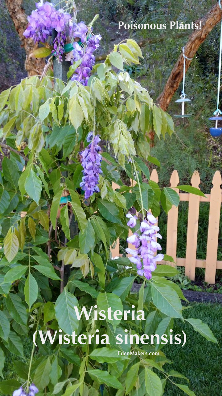 Are Wisteria Plants Poisonous To Dogs And Cats Are Wisteria Plants Poisonous To Dogs And Cats