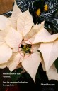 Poinsettia Varieties: Beyond Common Red Poinsettias | Eden Makers Blog ...